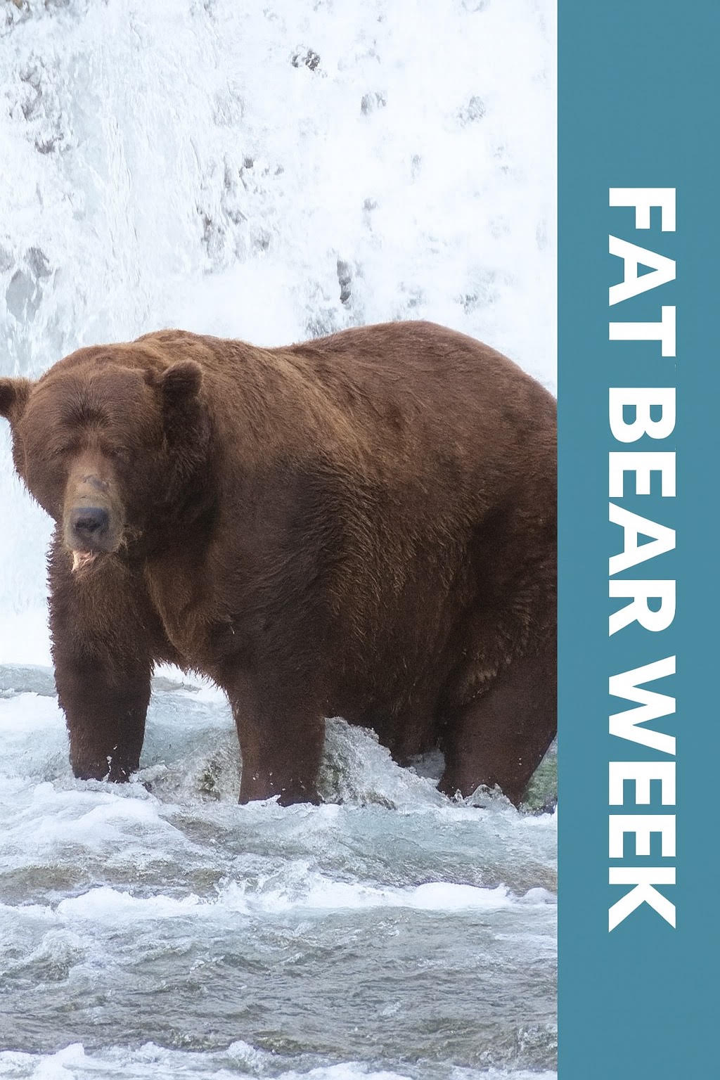 Fat Bear Week 2025 - Adventures with Anahita